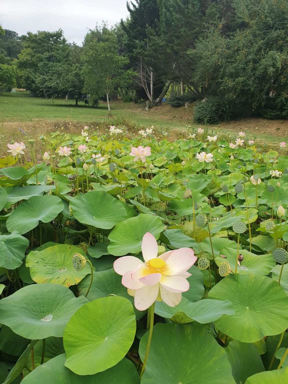 "No mud, No lotus". Sin conversaciones difíciles, no existe el ...